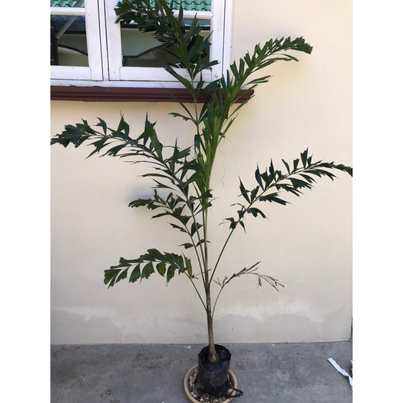 pokok pinang ekor tupai besar | Shopee Malaysia