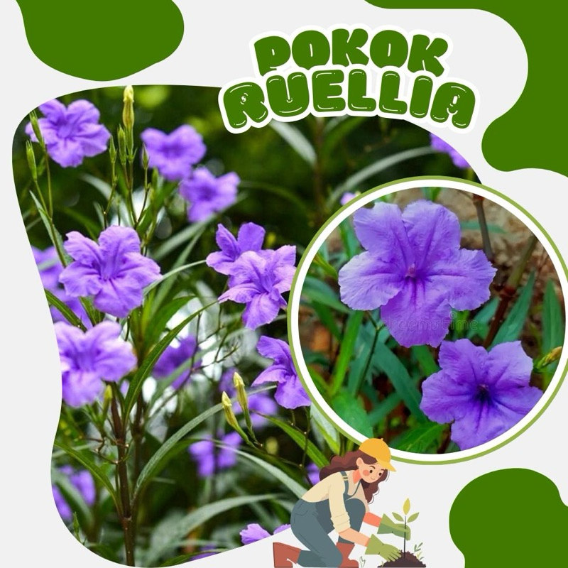 Real Plant Pokok Bunga Ruellia Bunga Purple cantik hiasan pagar ...