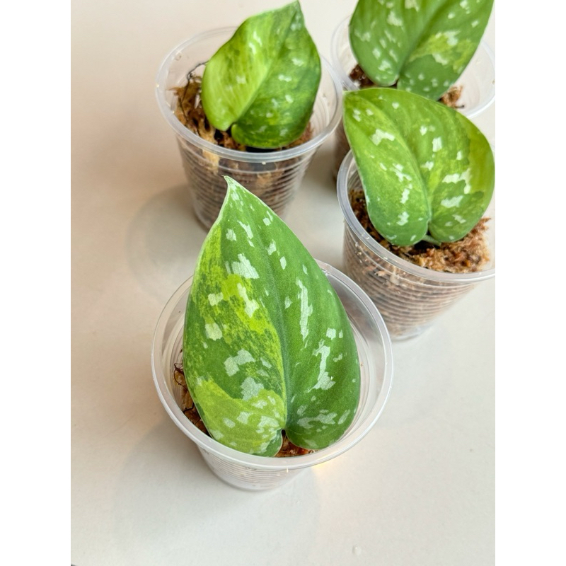 🪐[PLNTPLANET] Scindapsus Sentarum | Rare Variegated Scindapsus | Shopee ...