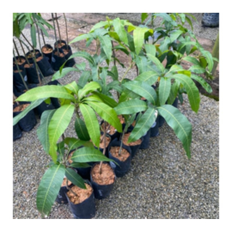 1 Anak pokok mangga / mango tree plant rasa masam siap akar dalam ...