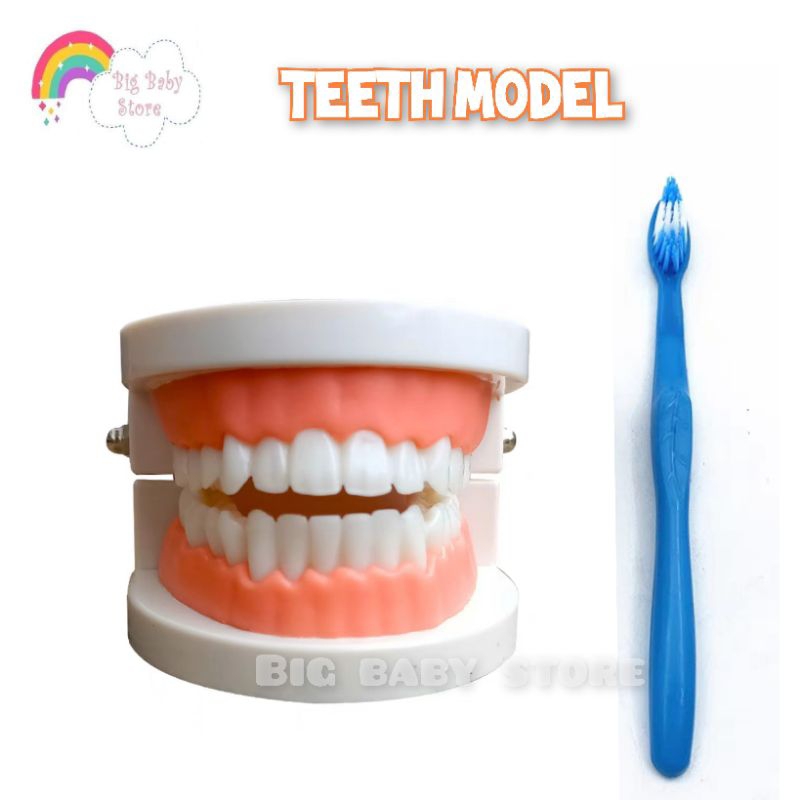 Dental Teeth Standard Model 💕Ready Stock💕Sensory Montessori Play Tooth ...