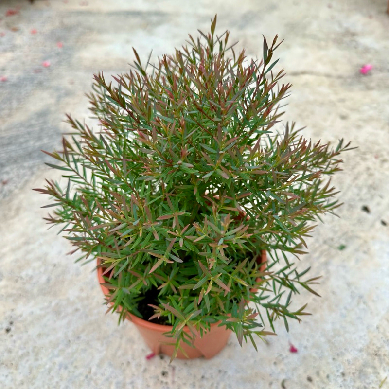 🔥OUTDOOR🔥 LEPTOSPERMUM PETERSONII TREE / Pokok Pine Halau Nyamuk ...