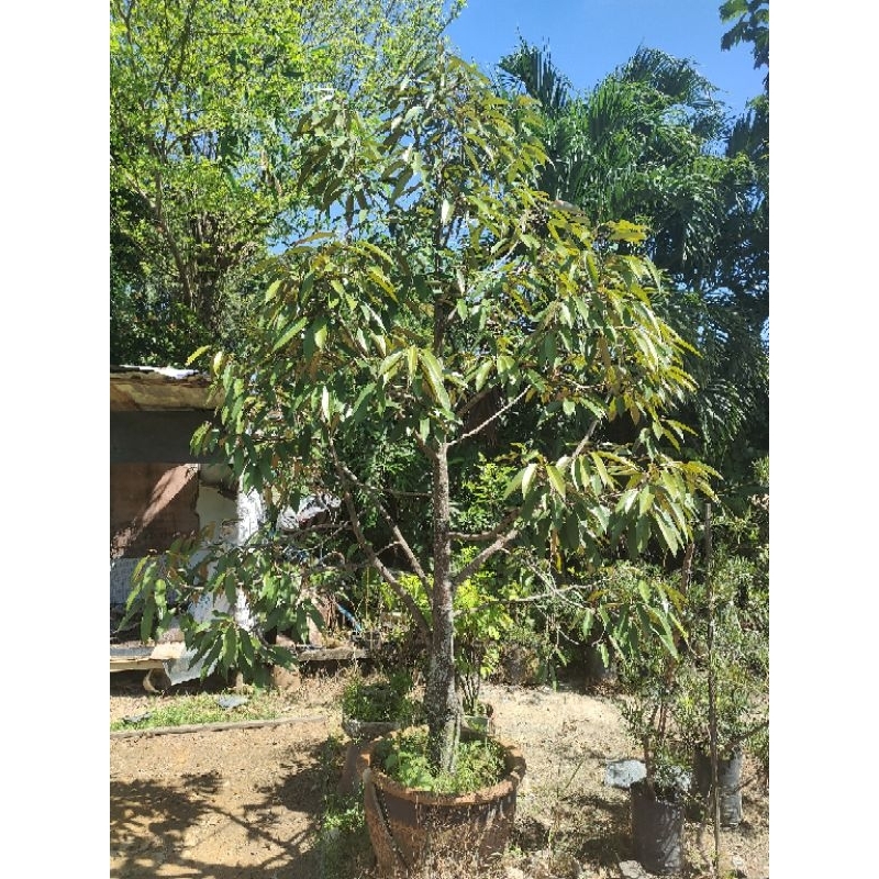 Pokok durian duri hitam | Shopee Malaysia