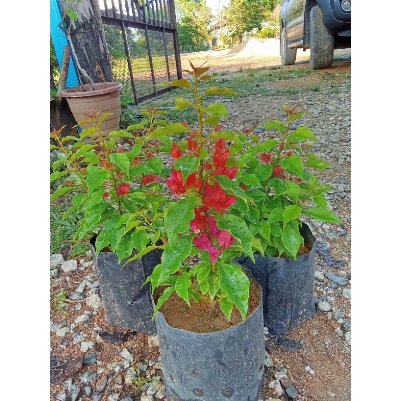 Bunga kertas Id Ekor Musang merah | Shopee Malaysia
