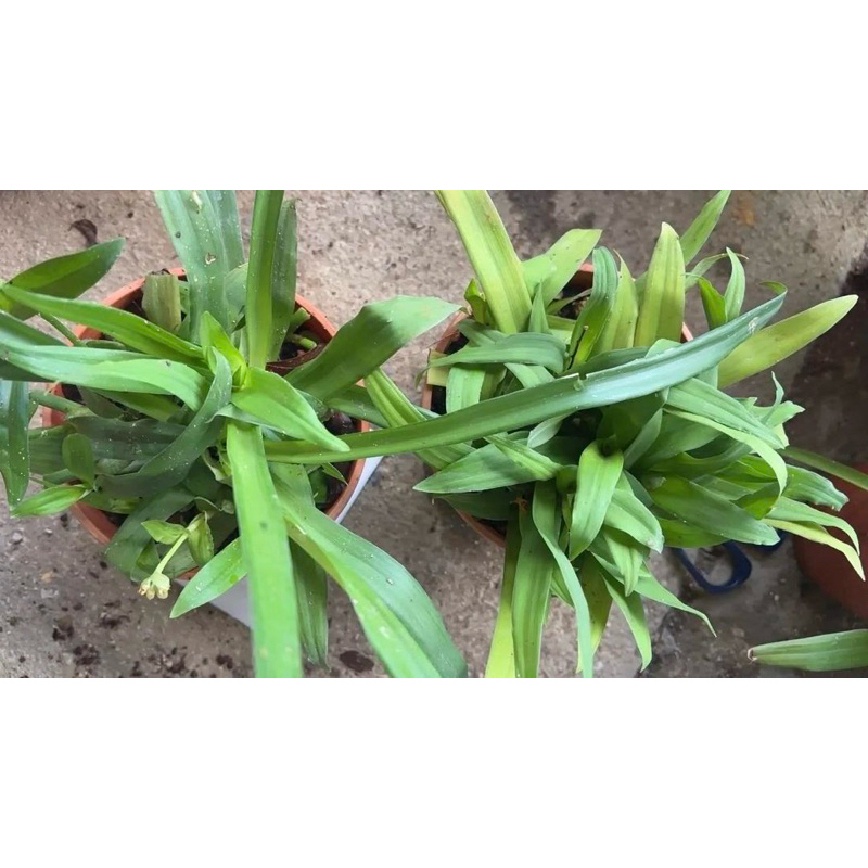 Rumput Siti Khadijah Viral / Untuk rawatan ubat traditional | Shopee ...