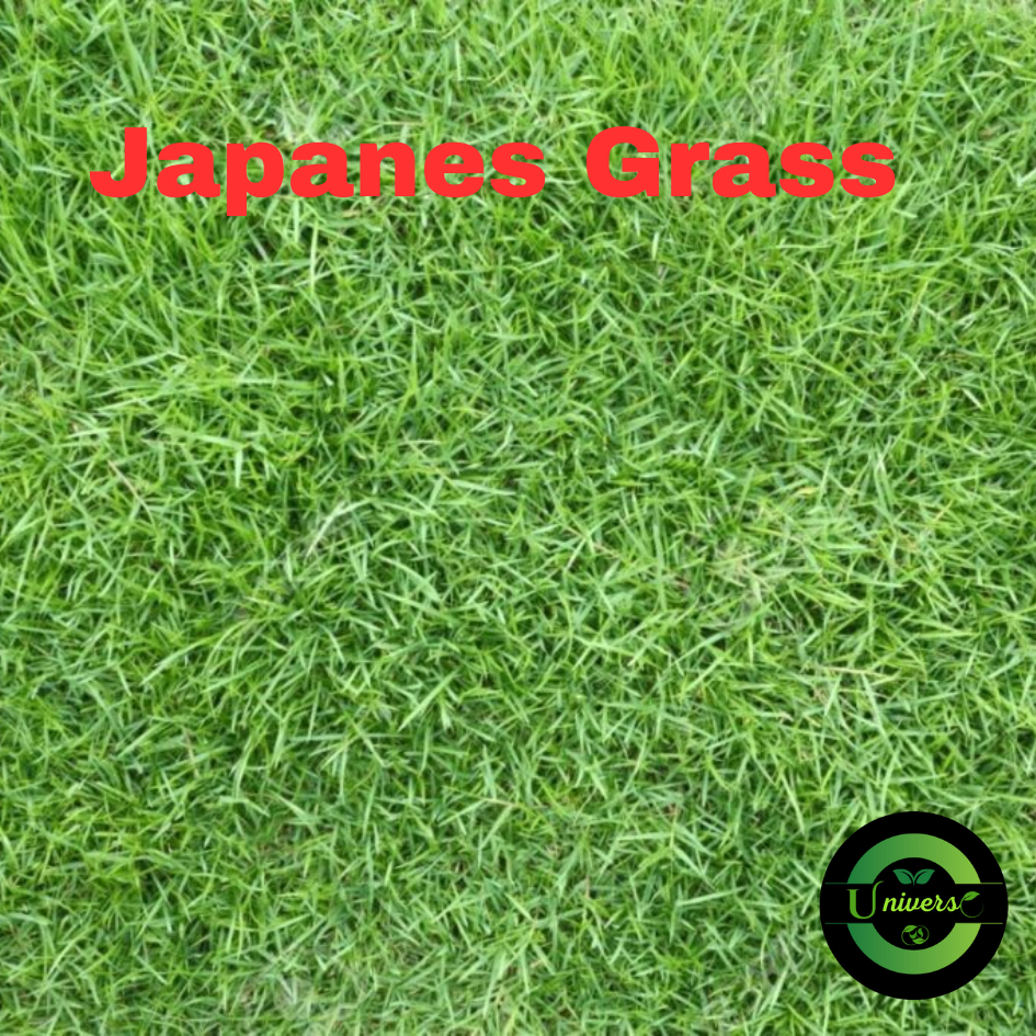 Grass Japanes alive Rumput hidup Japanese grass size 27cm x 57cm ...