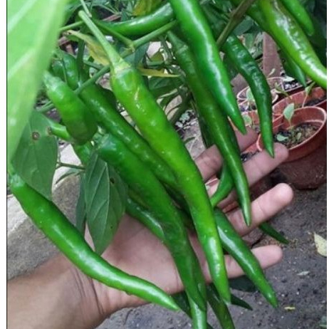 baja pokok lada cili dan lada besar 1.5kg lengkap | Shopee Malaysia