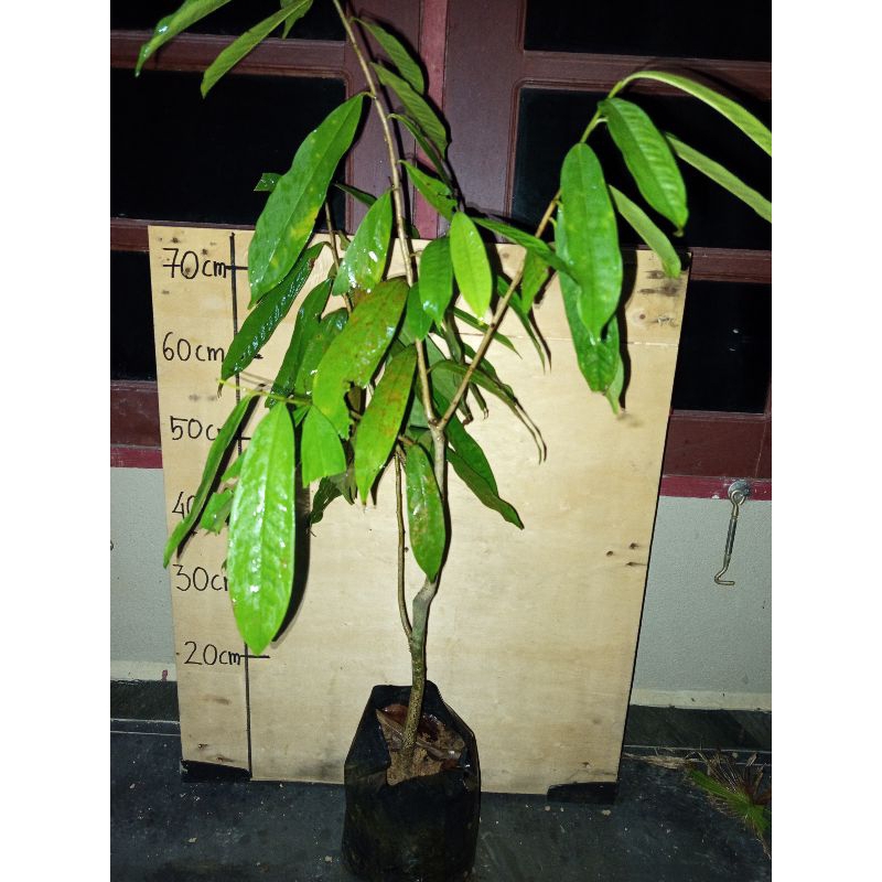 Pokok Kenerak / Kenarak / Sekulai / Goniothalamus tapis | Shopee Malaysia