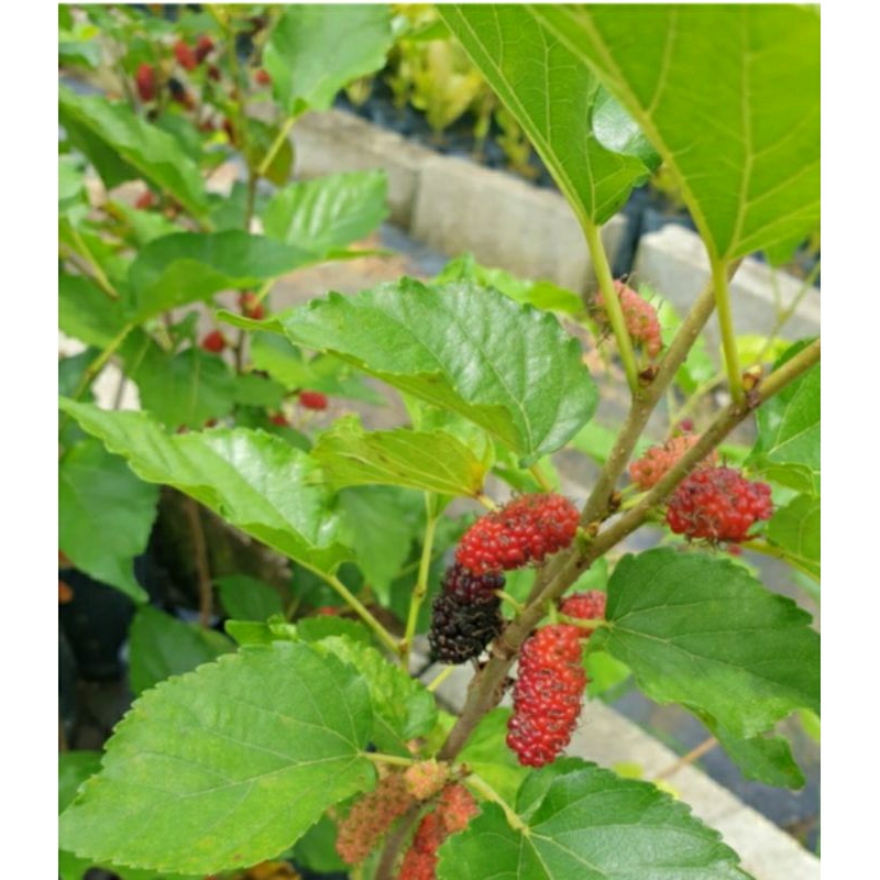 ANAK POKOK MULBERRY DLM POLIBEG/CUTTING/DAUN FRESH | Shopee Malaysia