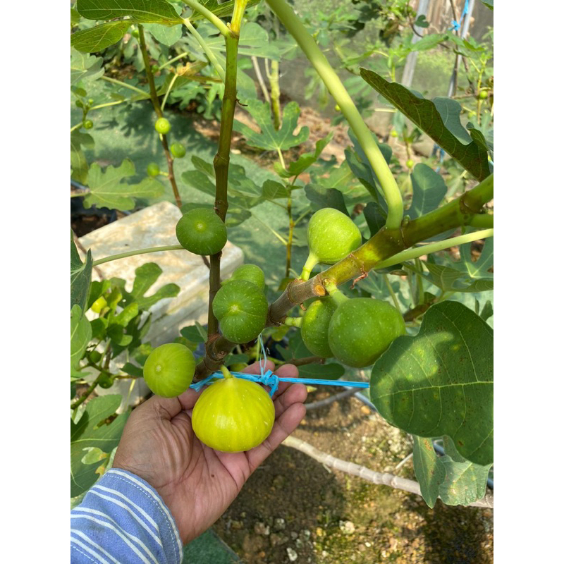 Tut Pokok Tin Premium CDA | Shopee Malaysia