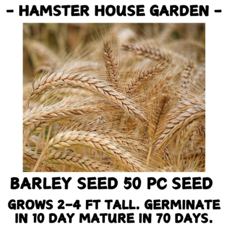 HSK [50pc] BARLEY GRAIN GRASS SEED | BIJI BENIH BARLI | BIJI BENIH ...