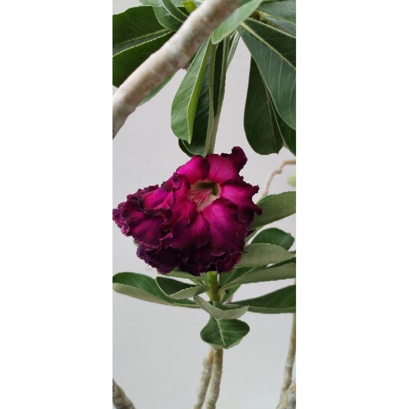 ADENIUM POKOK BUNGA KEMBOJA READY STOCK | Shopee Malaysia