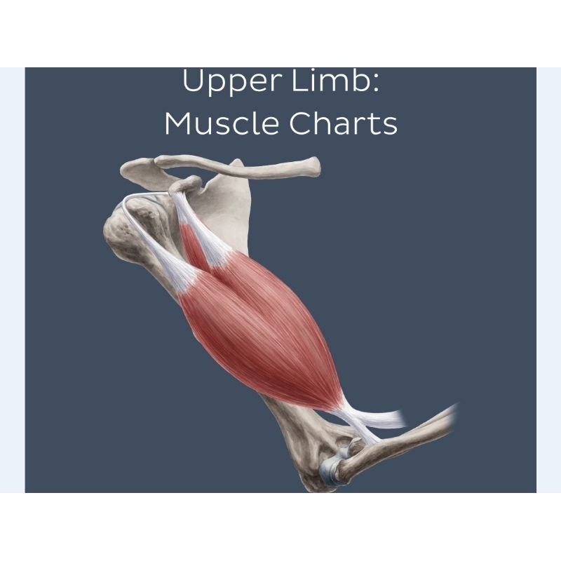 Anatomy Upper limb notes | Shopee Malaysia