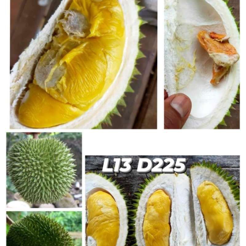 Durian Bunga Merah L13(Anak Pokok Kawin) | Shopee Malaysia
