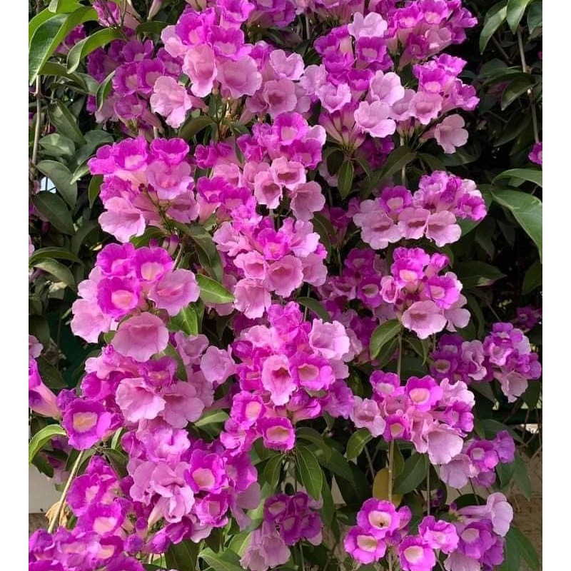 Anak Pokok Bunga Garlic Vine | Shopee Malaysia