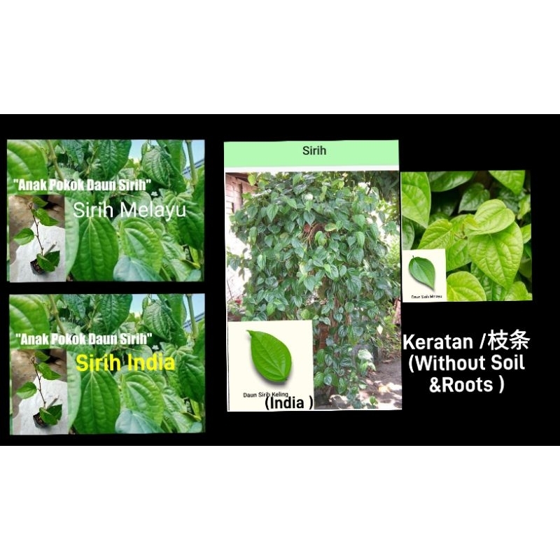 pokok /Keratan Sireh India/ Melayu | Shopee Malaysia