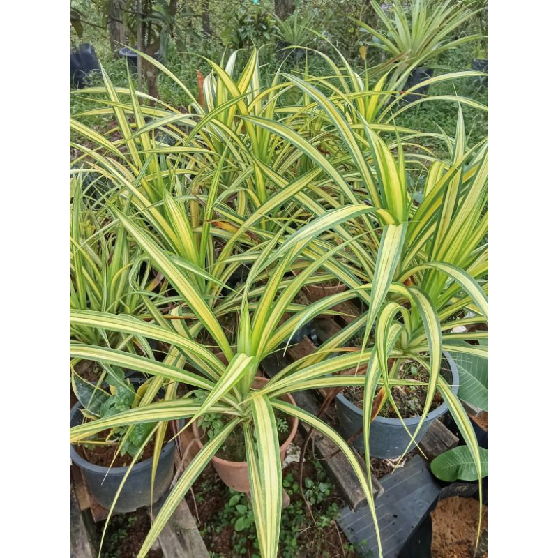 Pokok Pandan Kuning / Pandan hiasan ( Pandanus Variegated) | Shopee ...