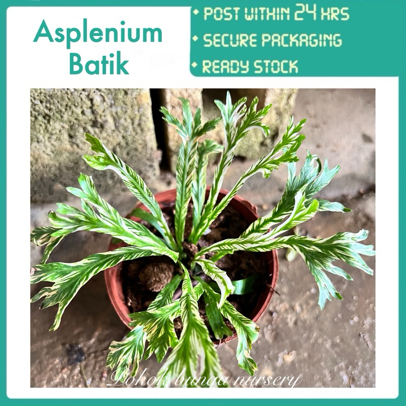 PBN - asplenium batik - variegated fern indoor Pokok bunga nursery ...