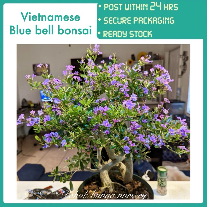 PBN - Vietnamese blue bell bonsai - desmodium unifoliatum tree purple ...