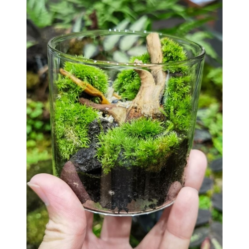 🔥Mini Terrarium🔥 Terrarium / Live Moss, ready made, Home Decoration ...