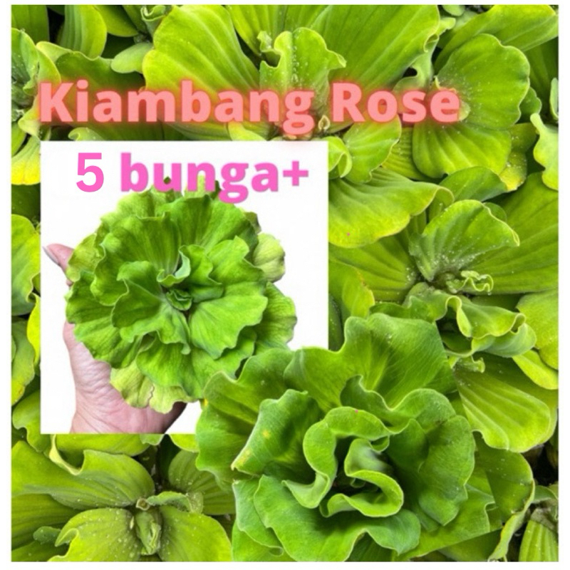 Water lettuce Kiambang rose Floaters Aquatic pond plant water feature ...