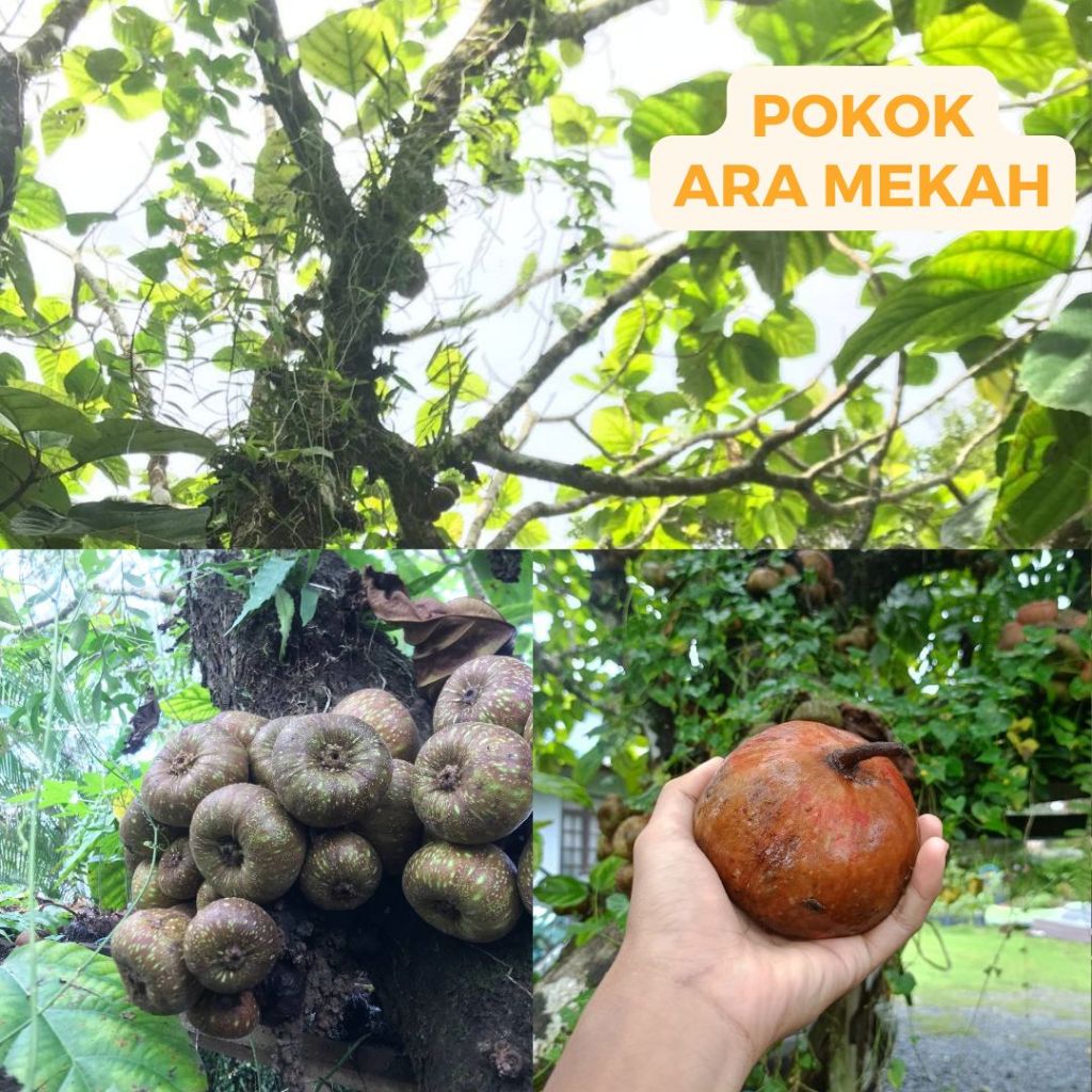 [Set Murah]6 Keratan Pokok Ara Mekah Tin Ficus auriculata Cutting ...