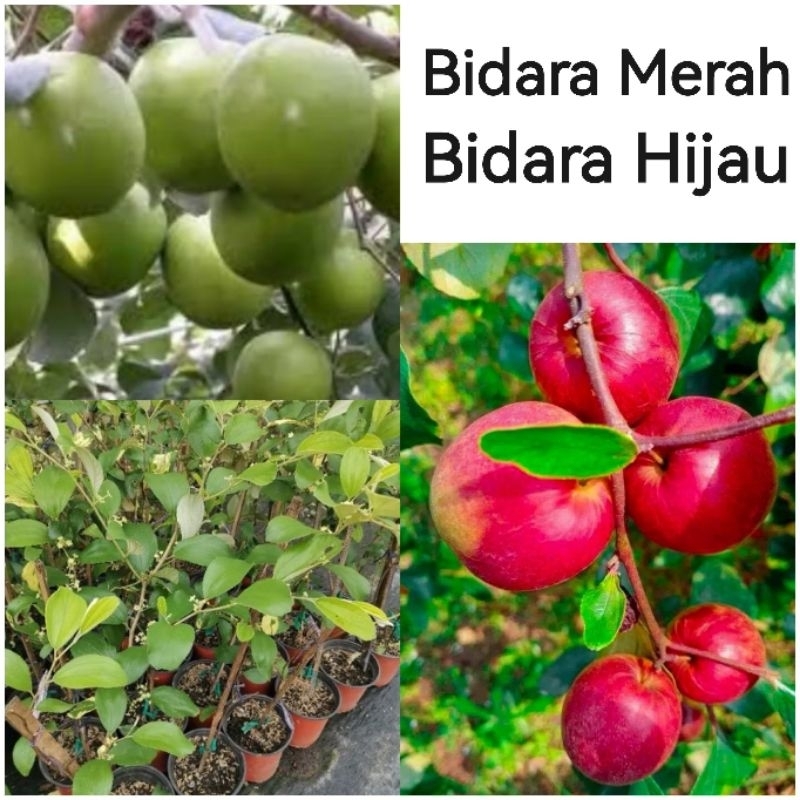 Pokok Apple Bidara Jumbo/Bidara Merah /Pokok kawin cepat buah | Shopee ...