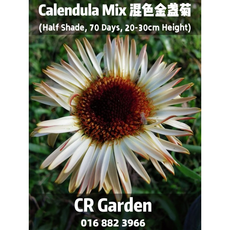 Calendula Mix 15 Seeds 混色金盏菊15粒 (Half Shade, 70 Days, 20-30cm Height ...