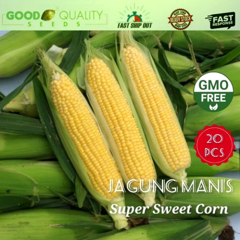 20/50/100 Biji Benih Jagung Manis Super Sweet Corn seeds | Shopee Malaysia