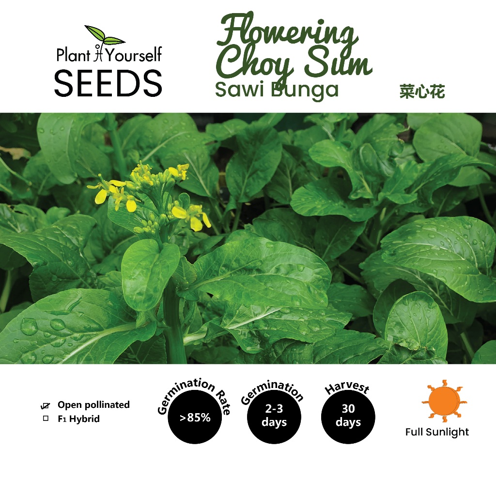 BENIH Sawi Bunga / SEEDS Flowering Choy Sum / 种子 - 菜心花 (15g | 40g ...