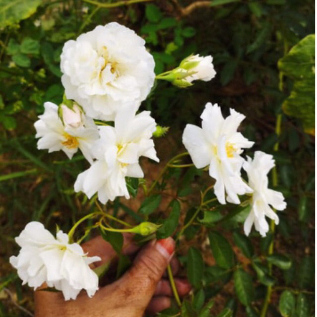 Pokok ros putih kampung | Shopee Malaysia