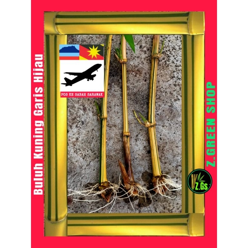 Pokok Buluh Kuning Garis Hijau Keratan Berakar | Shopee Malaysia