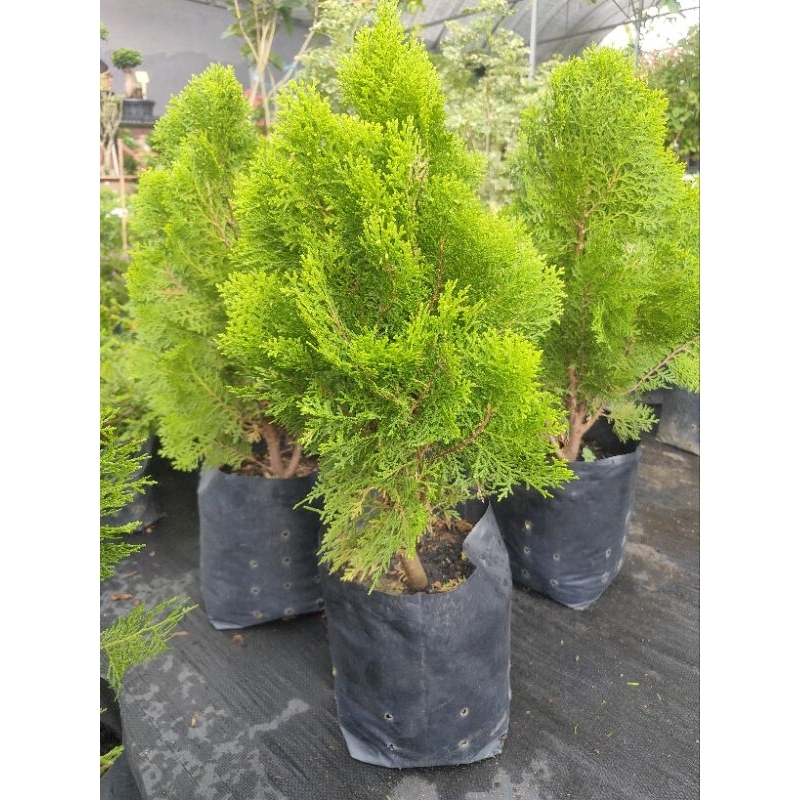 [GREEN LAND] Thuja Pine / Pokok Pine/ 扁柏（live plant) | Shopee Malaysia