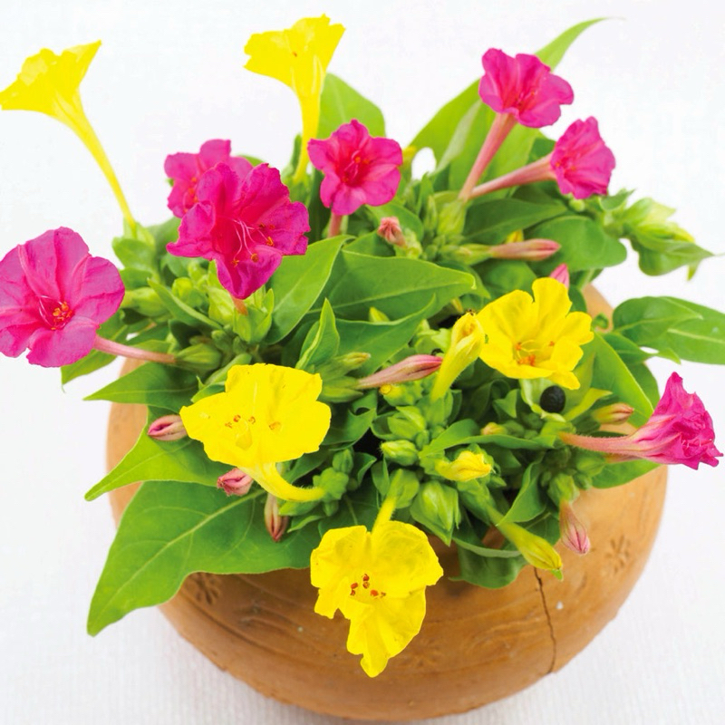 Anak Pokok Bunga Pukul 4 petang / mirabilis jalapa / bunga seroja ...