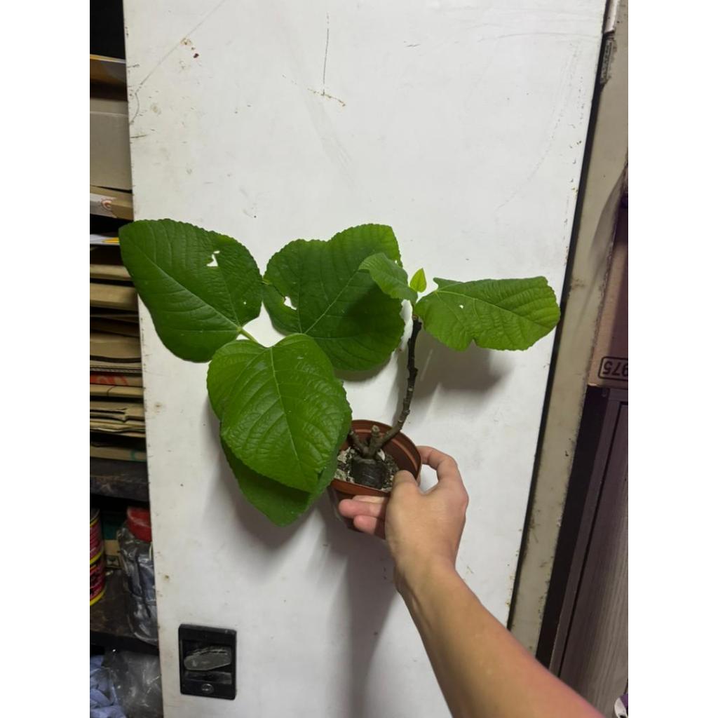 Tin tree ( iraqi ) with 2 branch | Shopee Malaysia