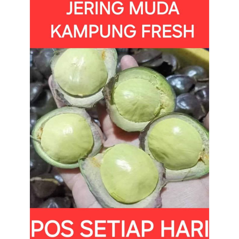 JERING MUDA BERGETAH (KAMPUNG PUNYA) | Shopee Malaysia