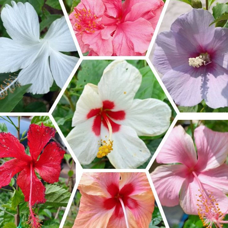 Pokok Bunga Raya Kampung/Hybrid | Shopee Malaysia