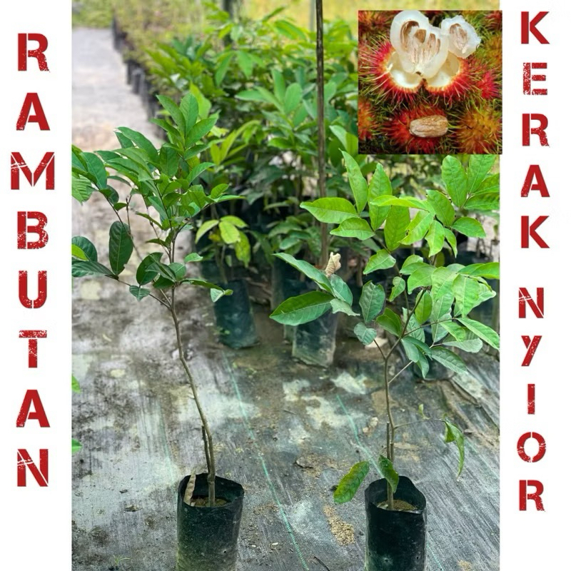 ANAK POKOK RAMBUTAN KERAK NYOIR | Shopee Malaysia