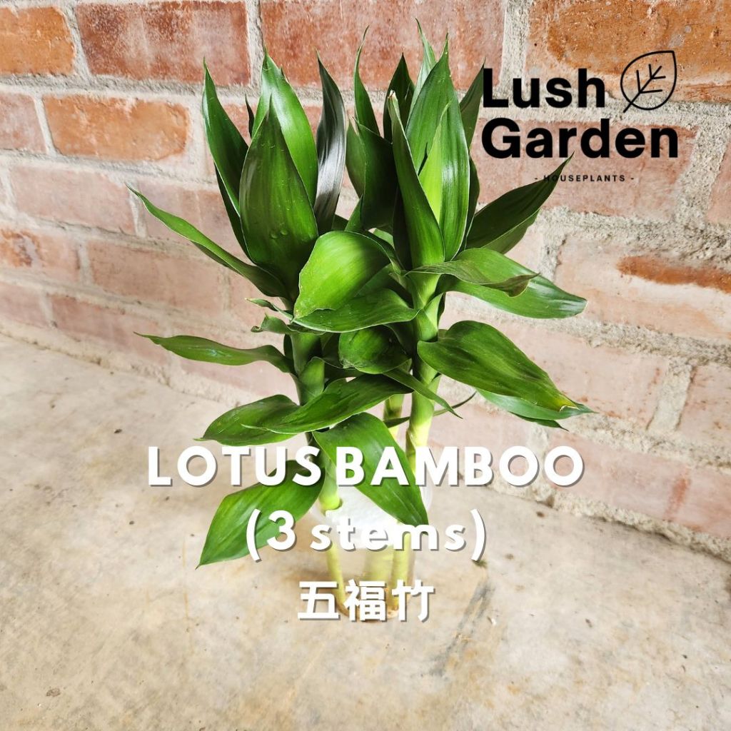 Lotus Bamboo 3 stems 五福竹 荷花竹 观音竹 | Chinese New Year CNY Feng Shui ...