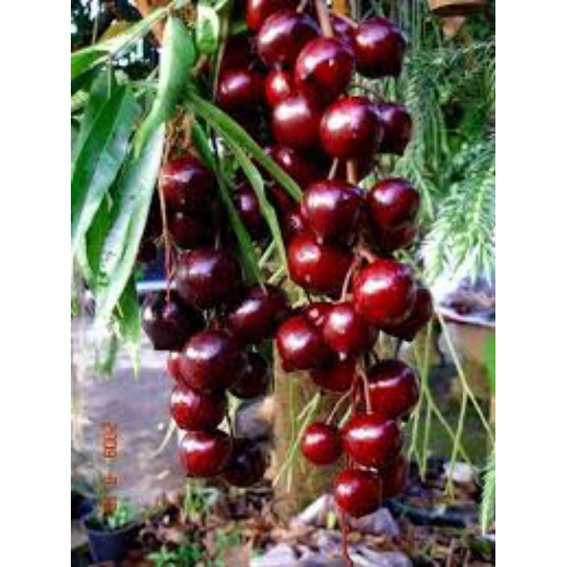 Pokok Ceri Terengganu(Anak Pokok) | Shopee Malaysia