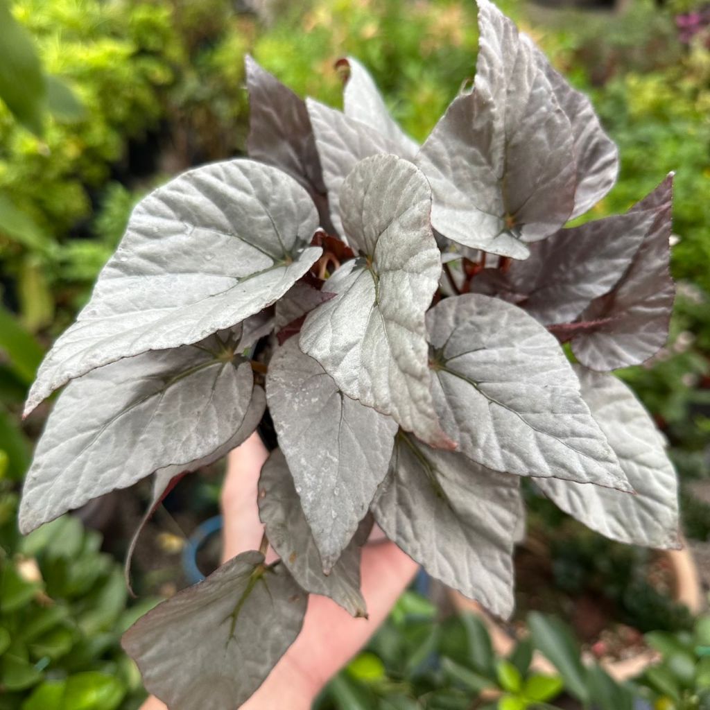 GPS Green Plant Society Live Plant Begonia Silver Limbo 秋海棠 | Shopee ...