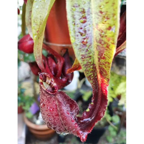 Nepenthes Kuchingensis Winged BM (Female) Monkey Cup Carnivorous Plants ...