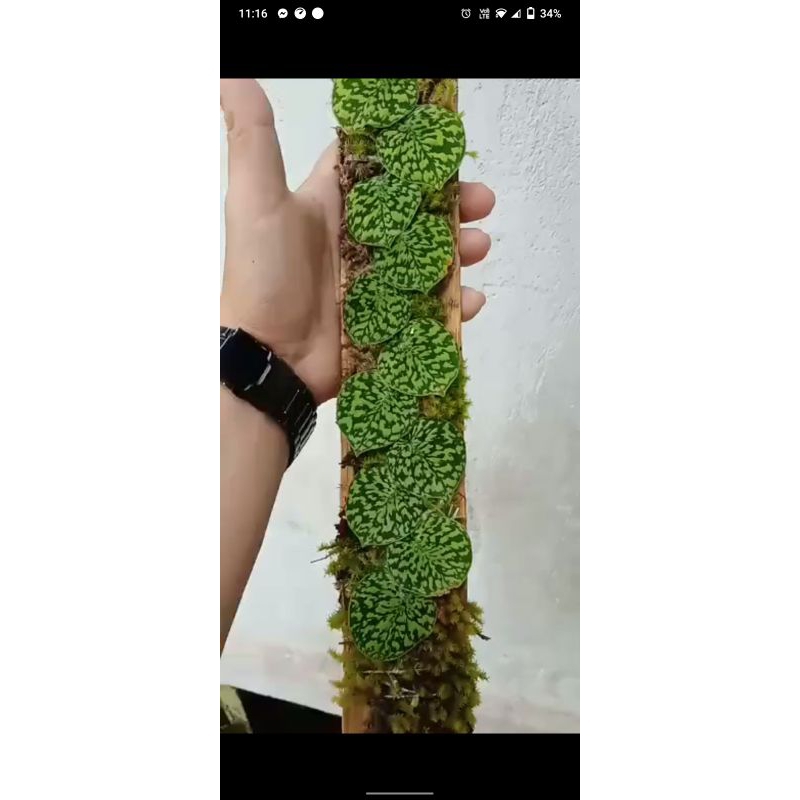 Scindapsus snake scale | Shopee Malaysia