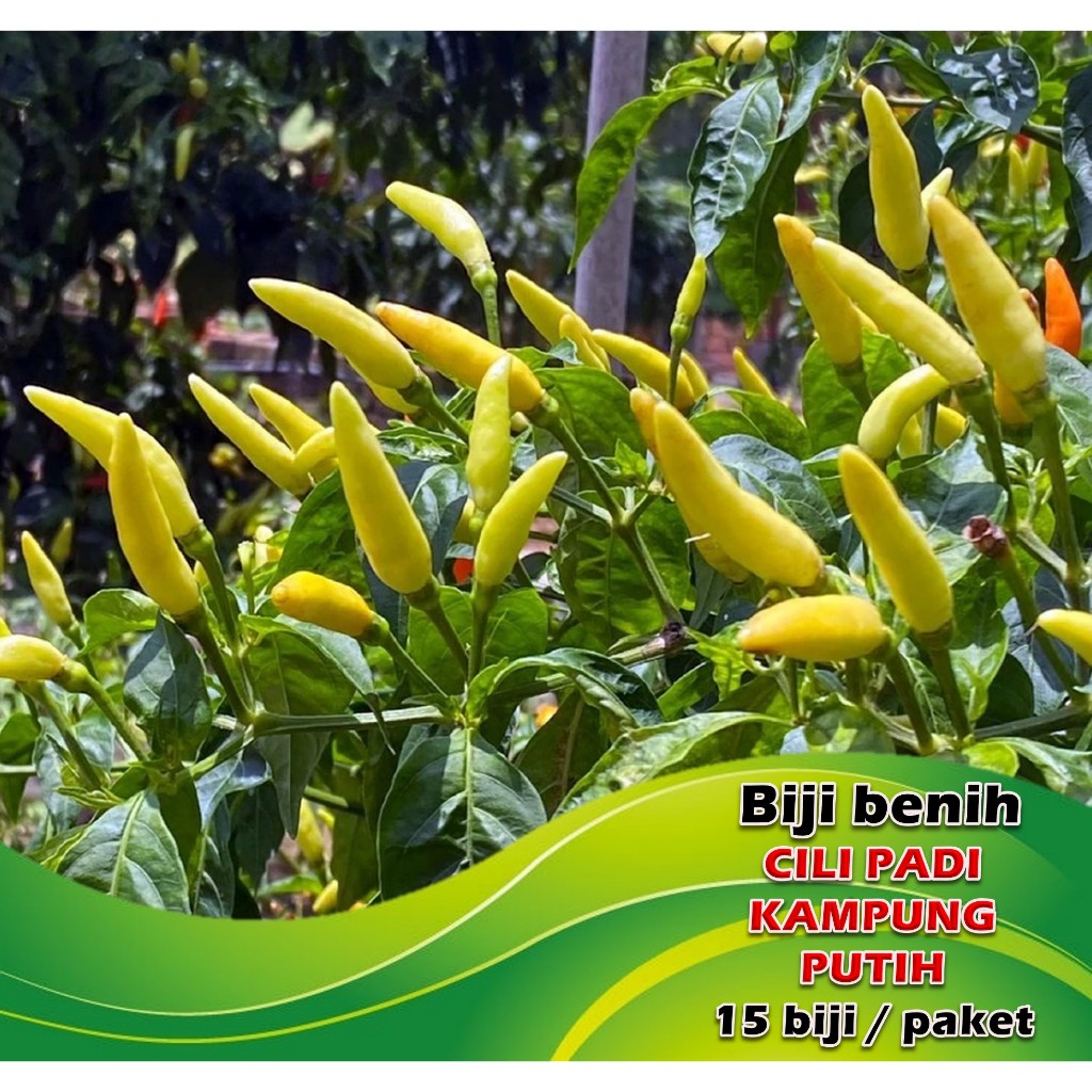 Biji Benih Cili Padi Kampung Putih (15 biji sepacket) / White Small ...