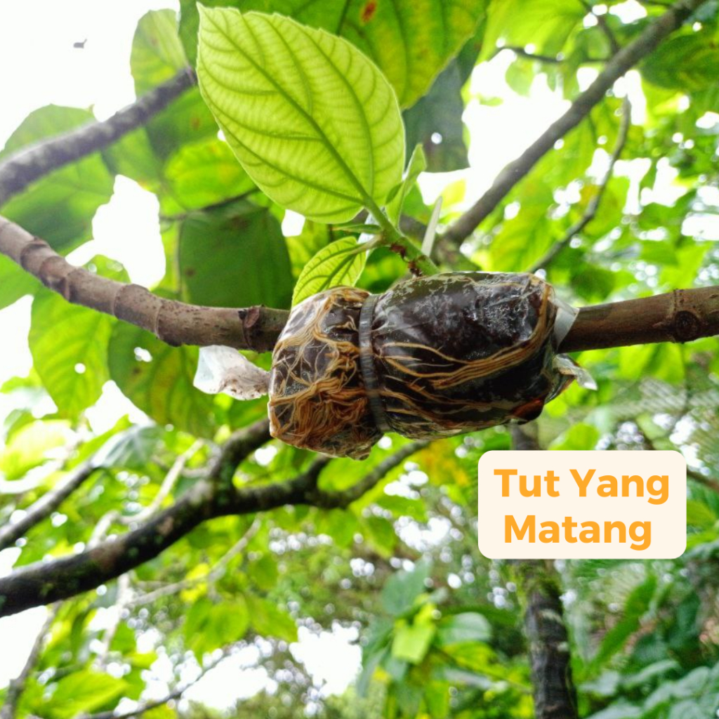 [Mudah Hidup] Keratan Tut Pokok Ara Mekah Tin Ficus auriculata Cutting ...