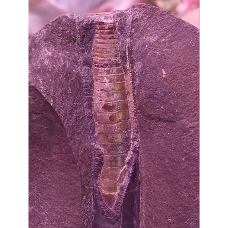 SHIVLING shaligram original authentic natural from Himalayas mountain ...