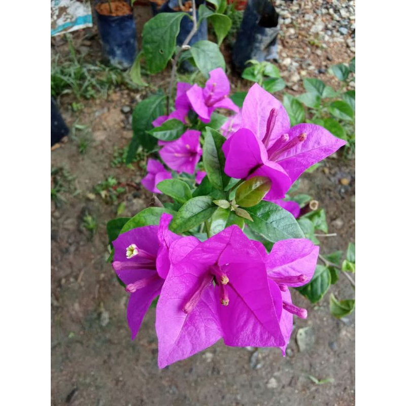 Pokok Bunga Kertas Purple | Shopee Malaysia