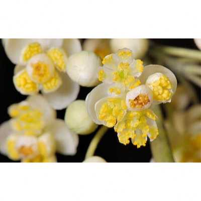 Litsea Cubeba/May Chang Essential Oil (Litsea Cubeba Fruit Oil ...