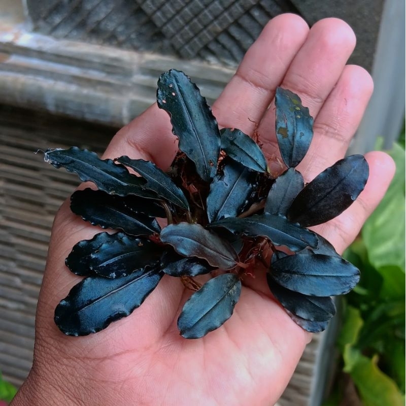 Bucephalandra King Blue (Stalk) aquatic plant for aquarium paludarium ...