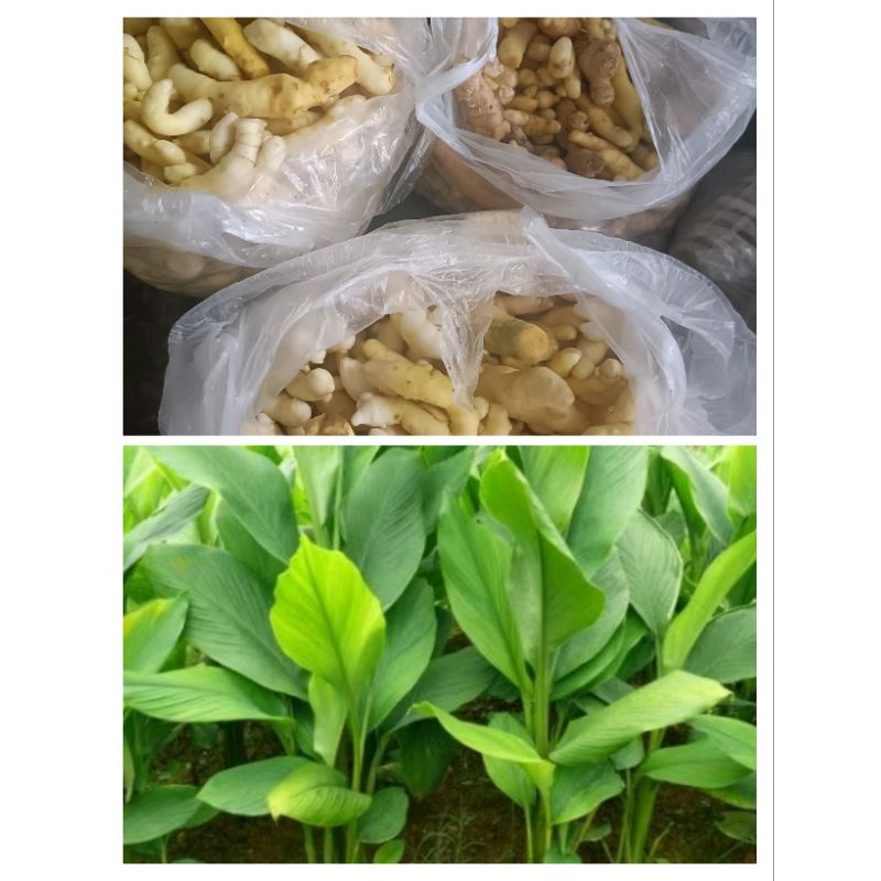 Temulawak / temu pauh / ubi temu / anak pokok | Shopee Malaysia